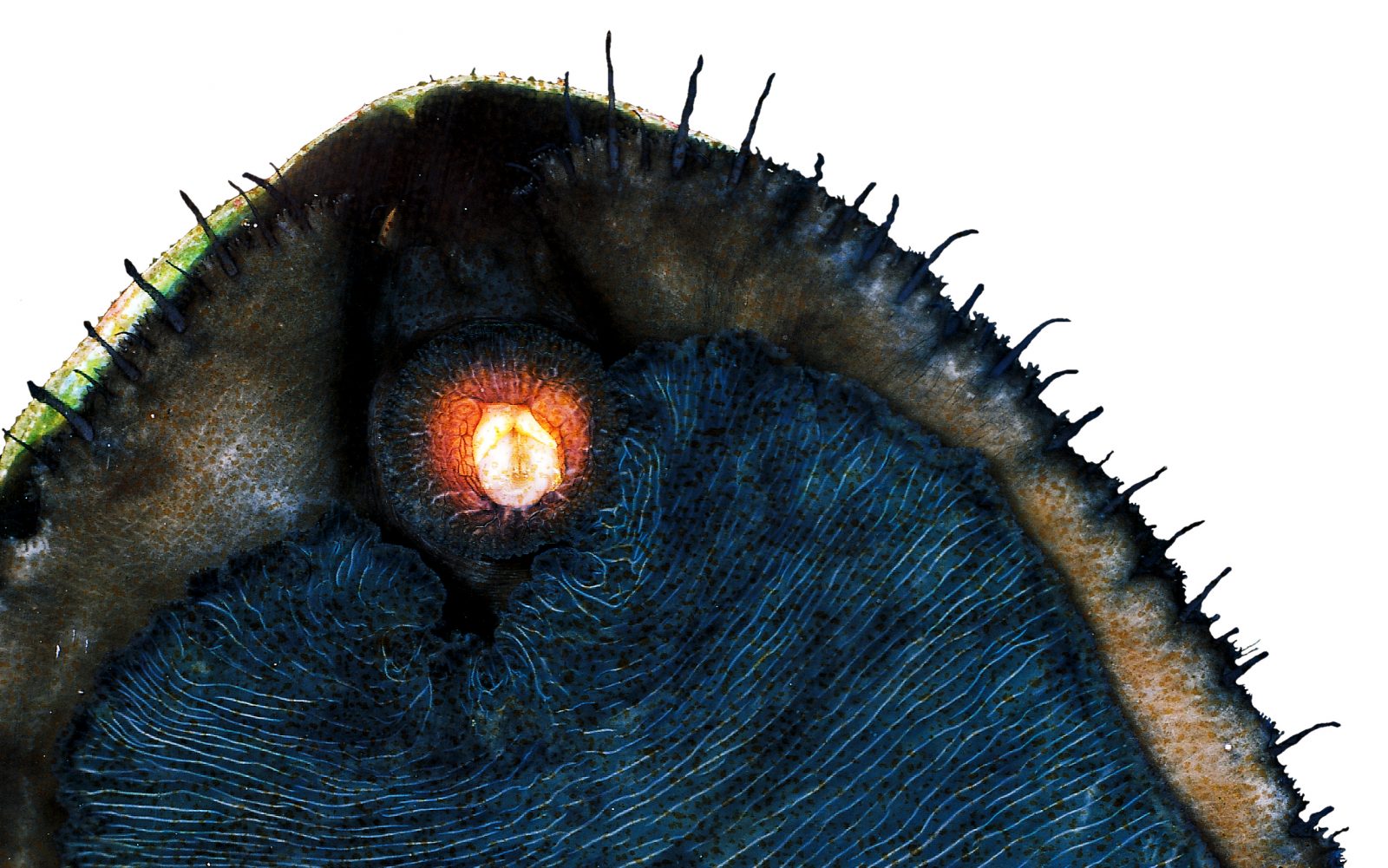 Passionate about paua | New Zealand Geographic