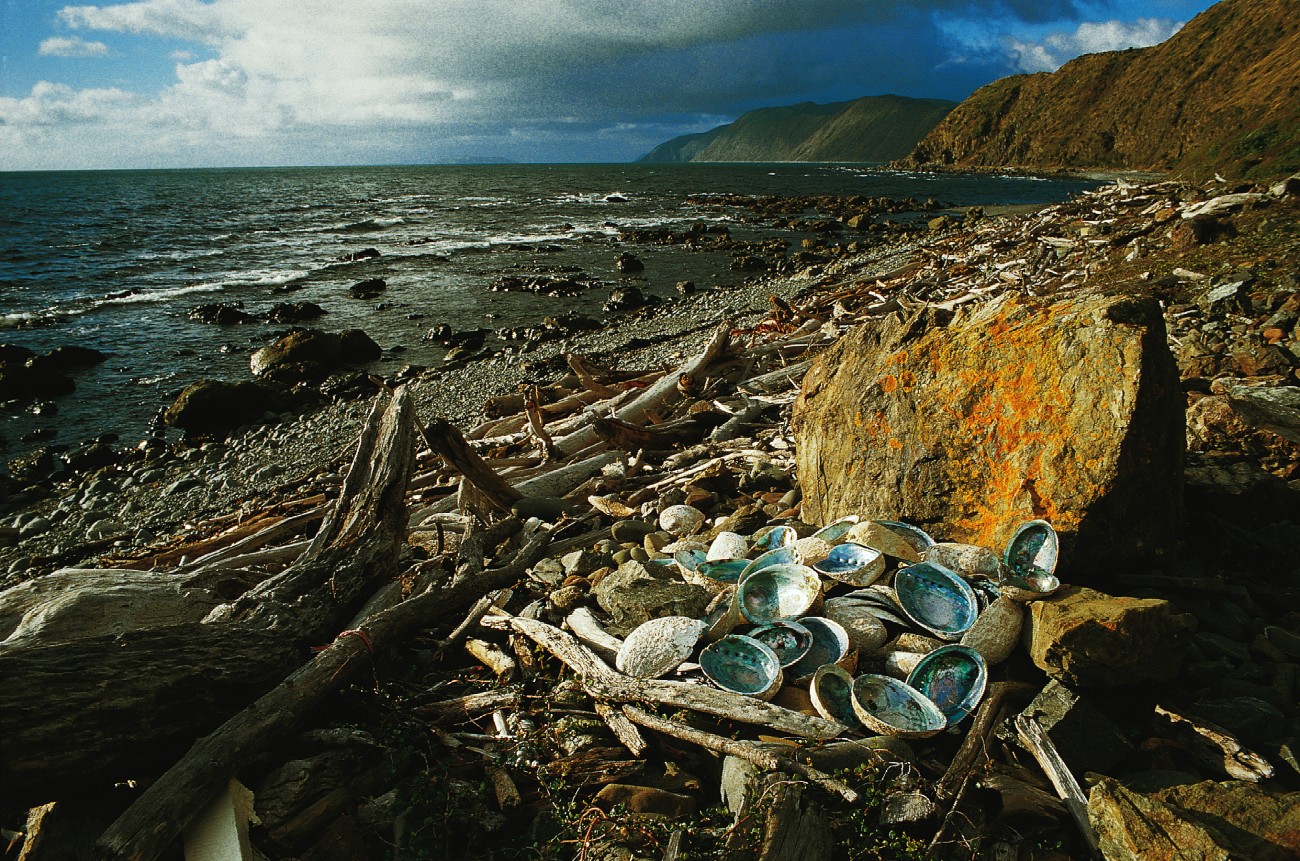 Passionate about paua | New Zealand Geographic