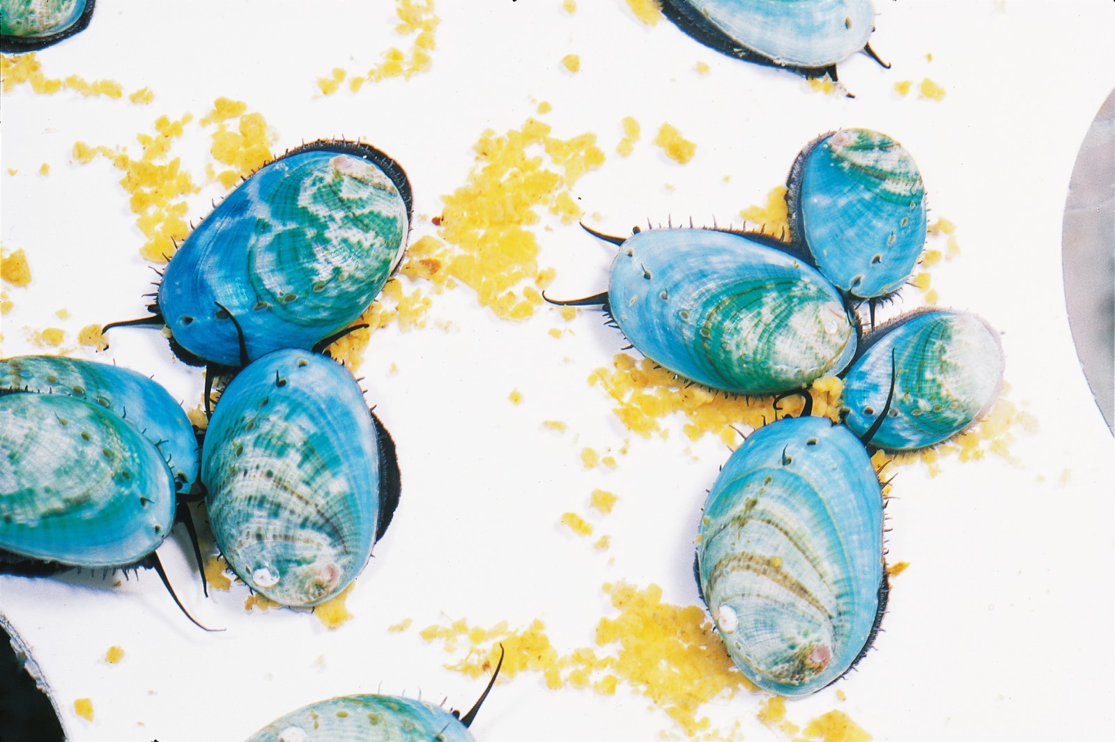 Passionate about paua | New Zealand Geographic