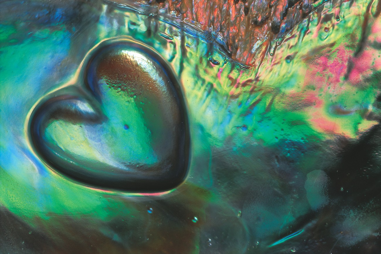 Passionate about paua | New Zealand Geographic