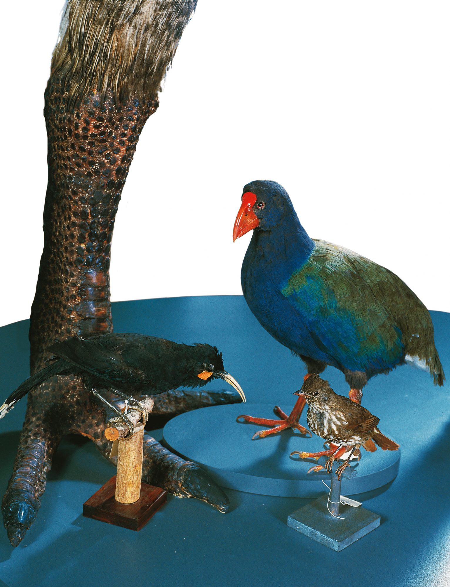 Takahe - the bird that came back from the dead | New Zealand Geographic