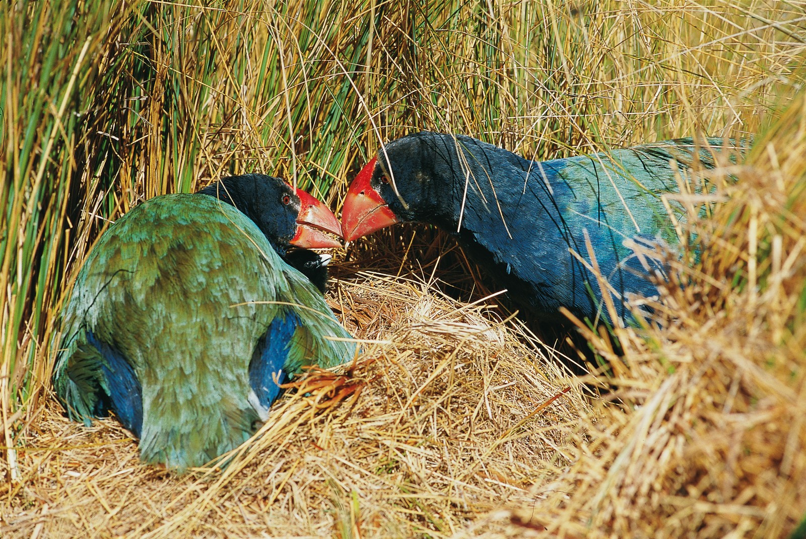 Takahe - the bird that came back from the dead | New Zealand Geographic