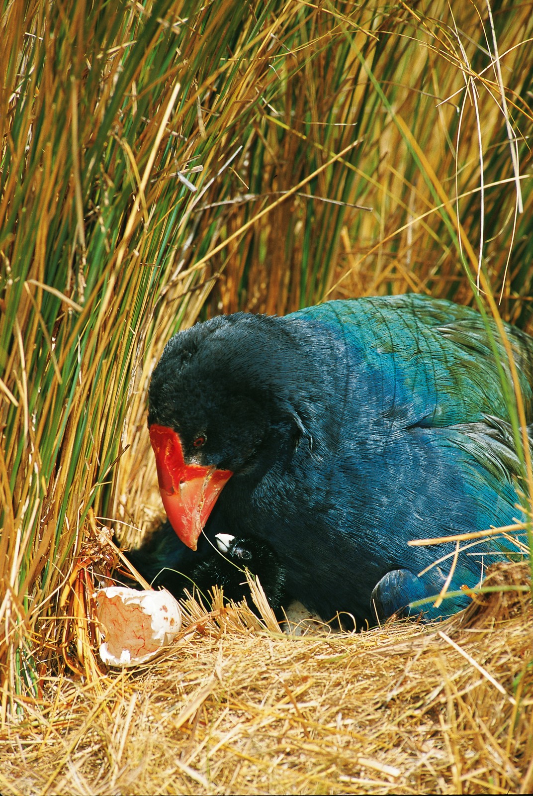 Takahe - the bird that came back from the dead | New Zealand Geographic
