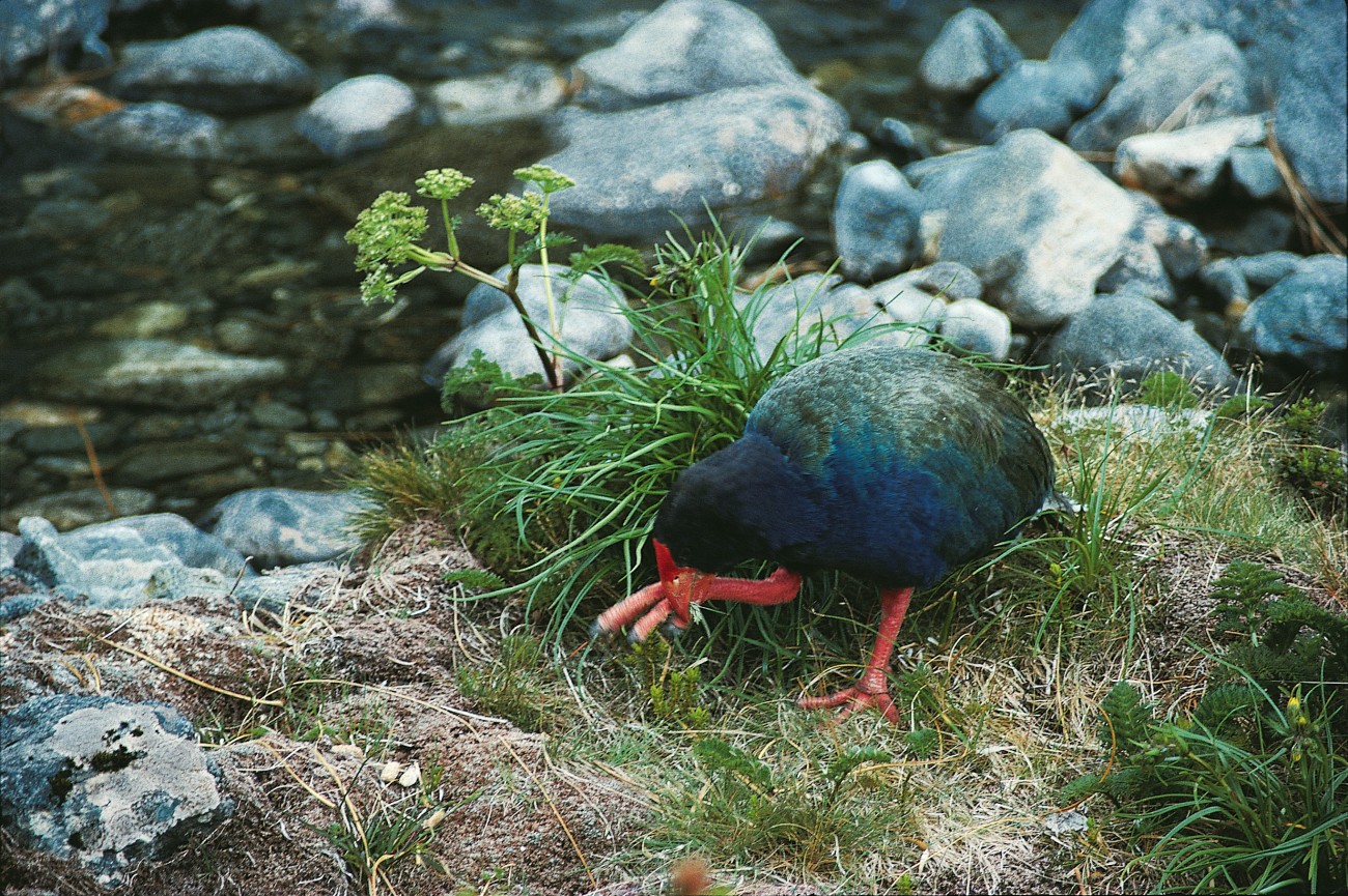 Takahe - the bird that came back from the dead | New Zealand Geographic
