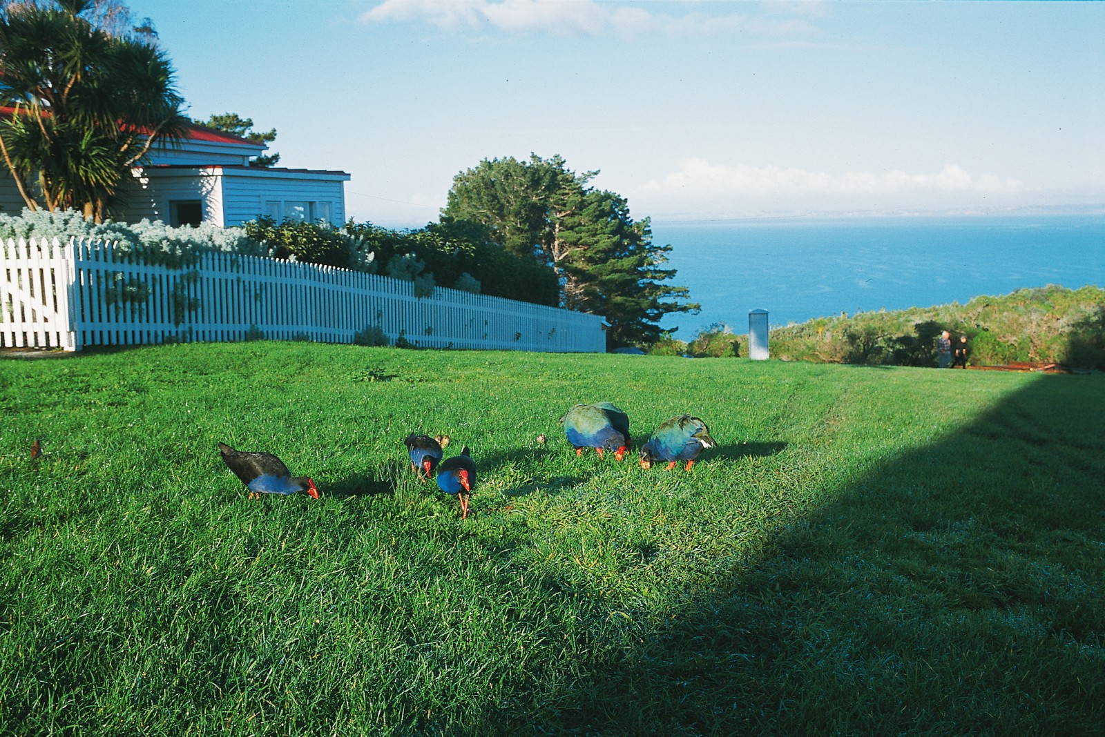 Takahe - the bird that came back from the dead | New Zealand Geographic