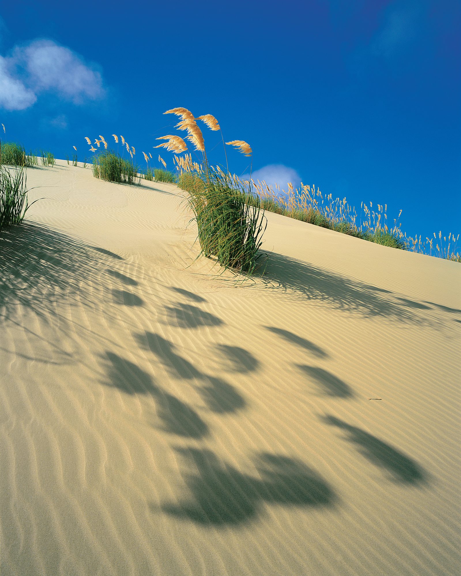 Dunes: the waterless sea | New Zealand Geographic