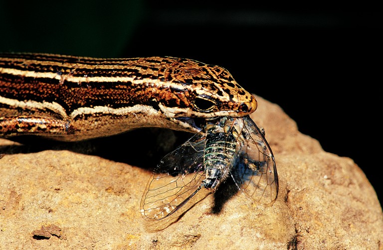 Skinks on the edge | New Zealand Geographic