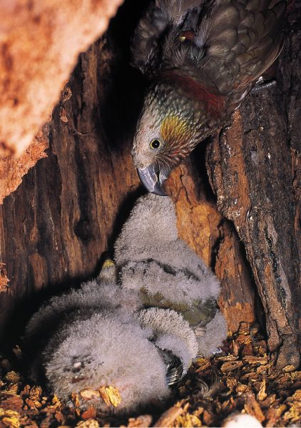 Counting kaka | New Zealand Geographic