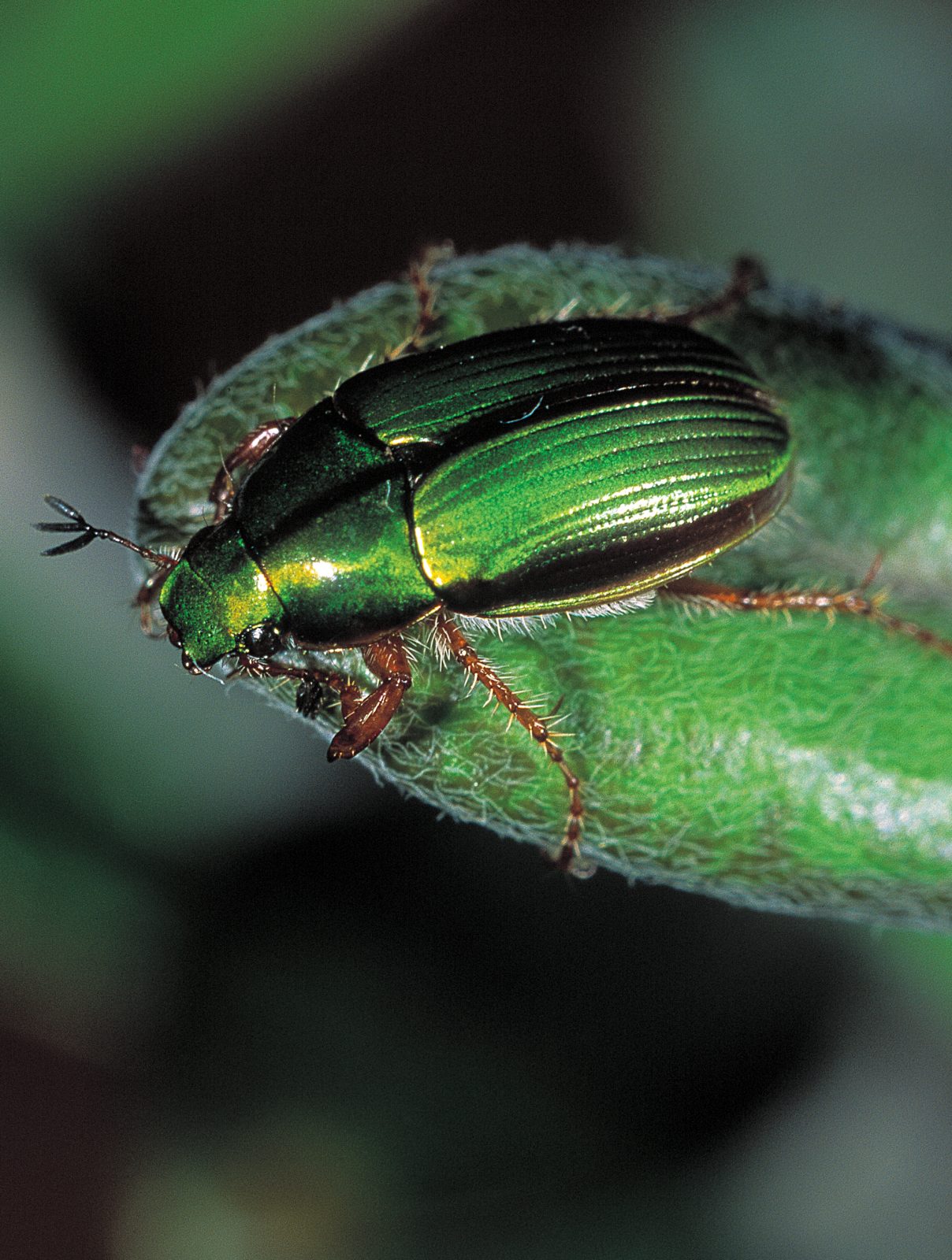 Garden Insects | New Zealand Geographic