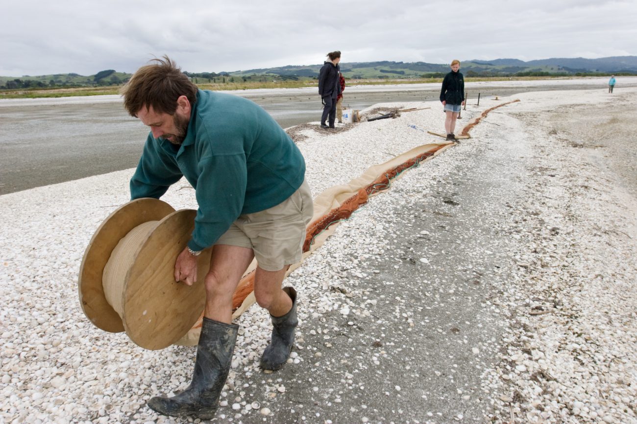Return of the godwit | New Zealand Geographic