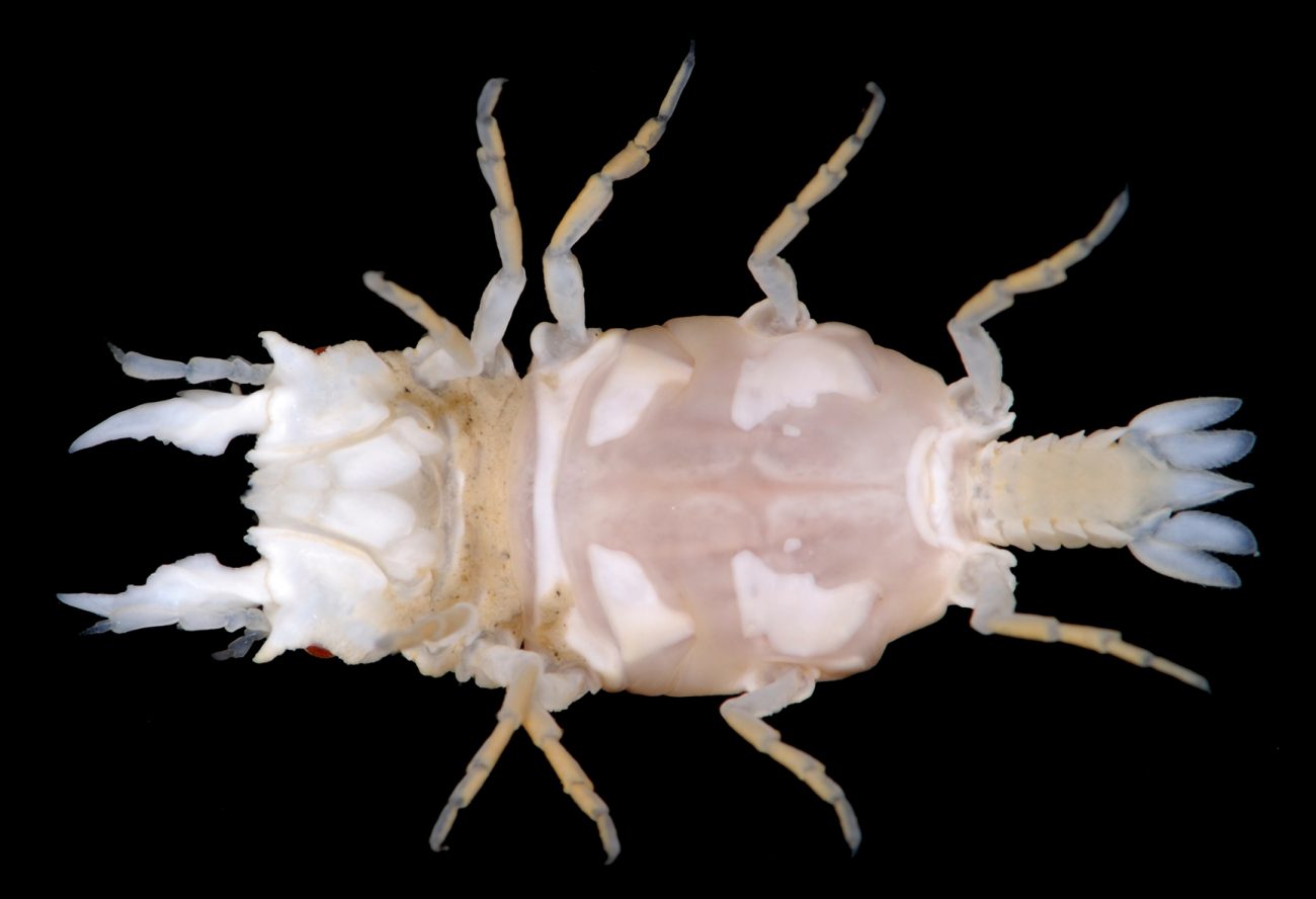 Aliens | New Zealand Geographic