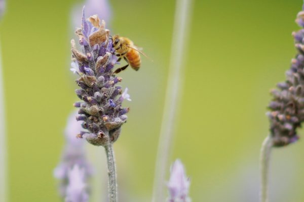 Keeping the Bees | New Zealand Geographic