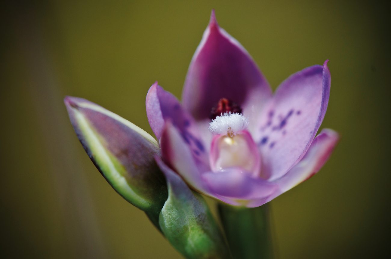 Orchidelirium | New Zealand Geographic