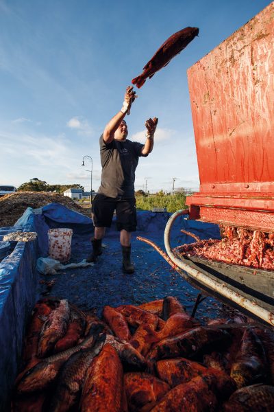The war on koi | New Zealand Geographic