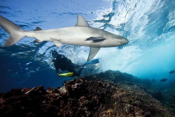 Circling sharks | New Zealand Geographic
