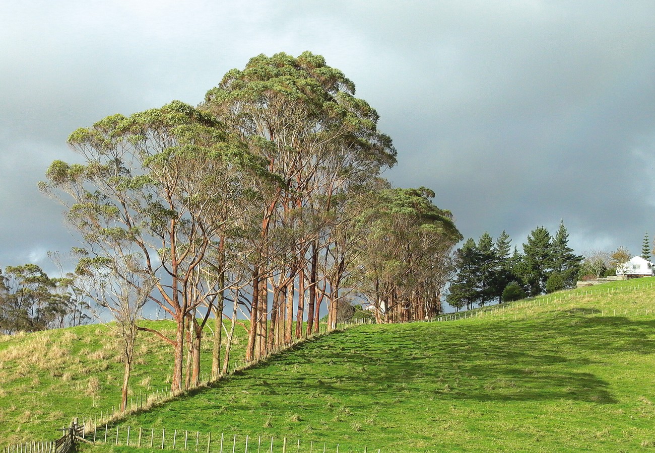 Eucalypts: Trees of the Future? | New Zealand Geographic