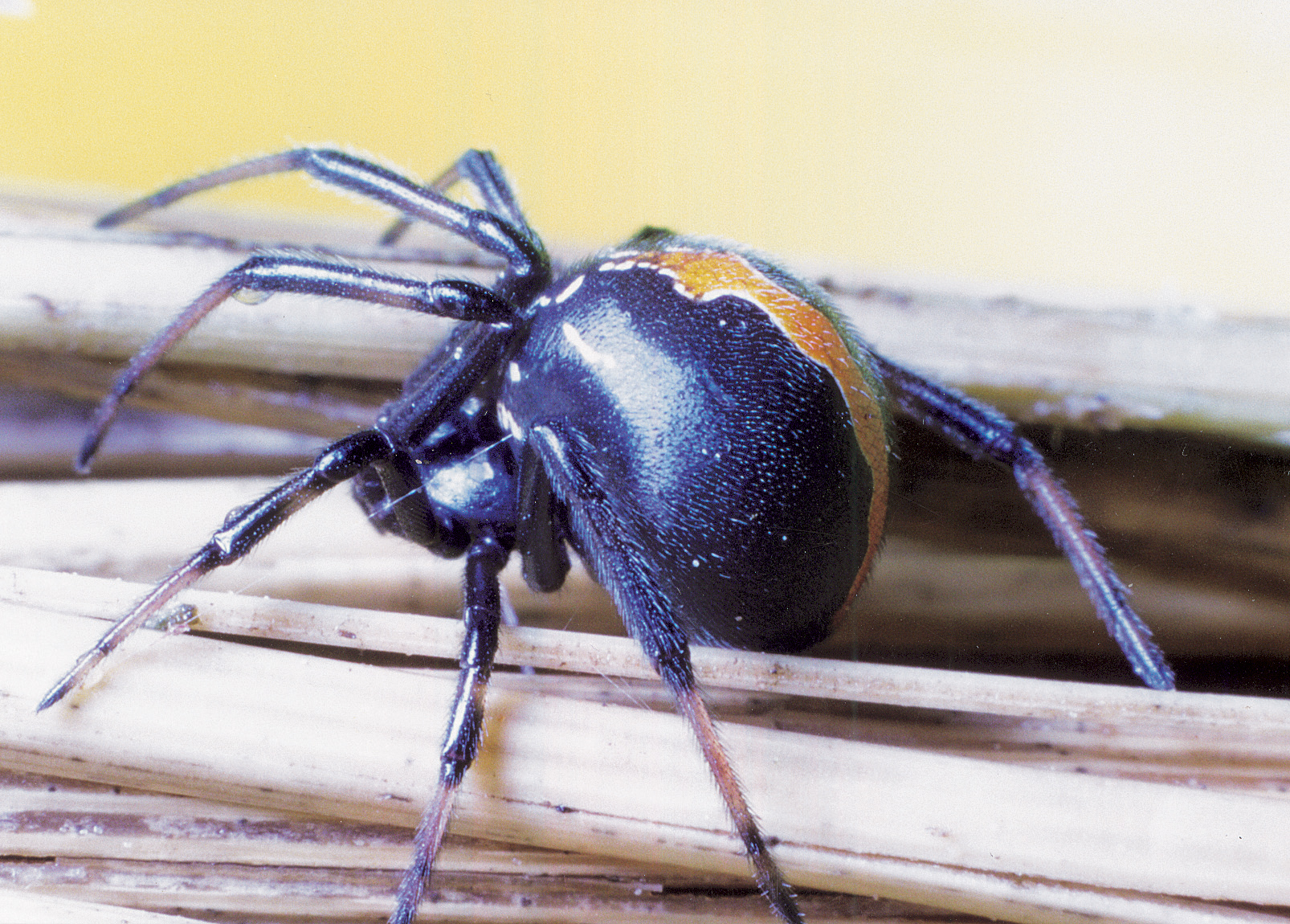 Decline of a killer | New Zealand Geographic