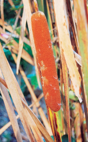 Raupo | New Zealand Geographic