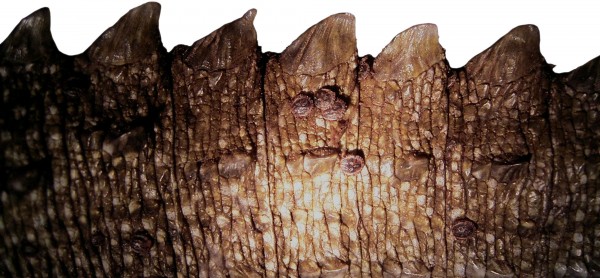 Nervous tick | New Zealand Geographic