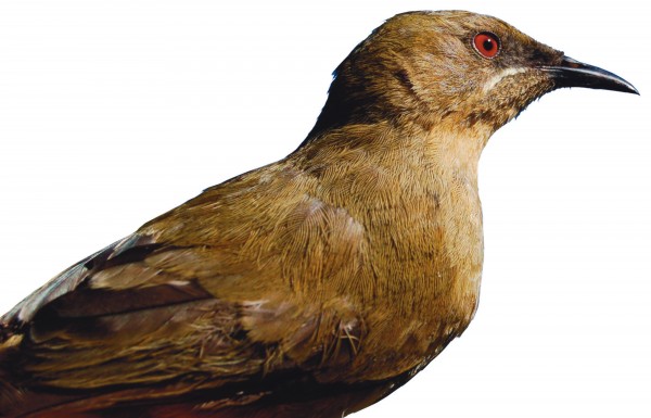 For whom the bellbirds toll | New Zealand Geographic