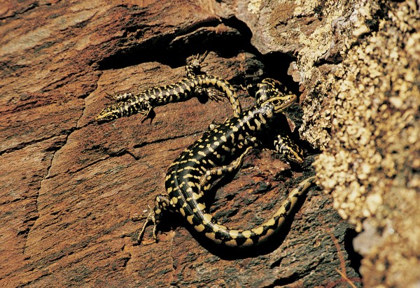 Leaping with lizards | New Zealand Geographic