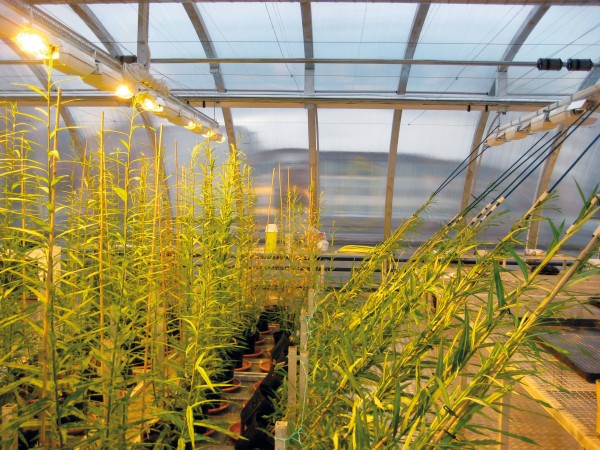 Wind in the willows | New Zealand Geographic