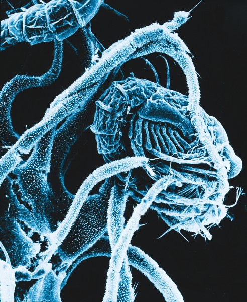 Return of the killer sponge | New Zealand Geographic