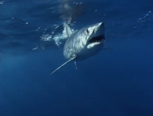 Mako - Swift, Smart & Deadly | New Zealand Geographic