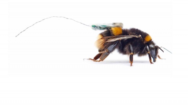 In search of a better bee | New Zealand Geographic