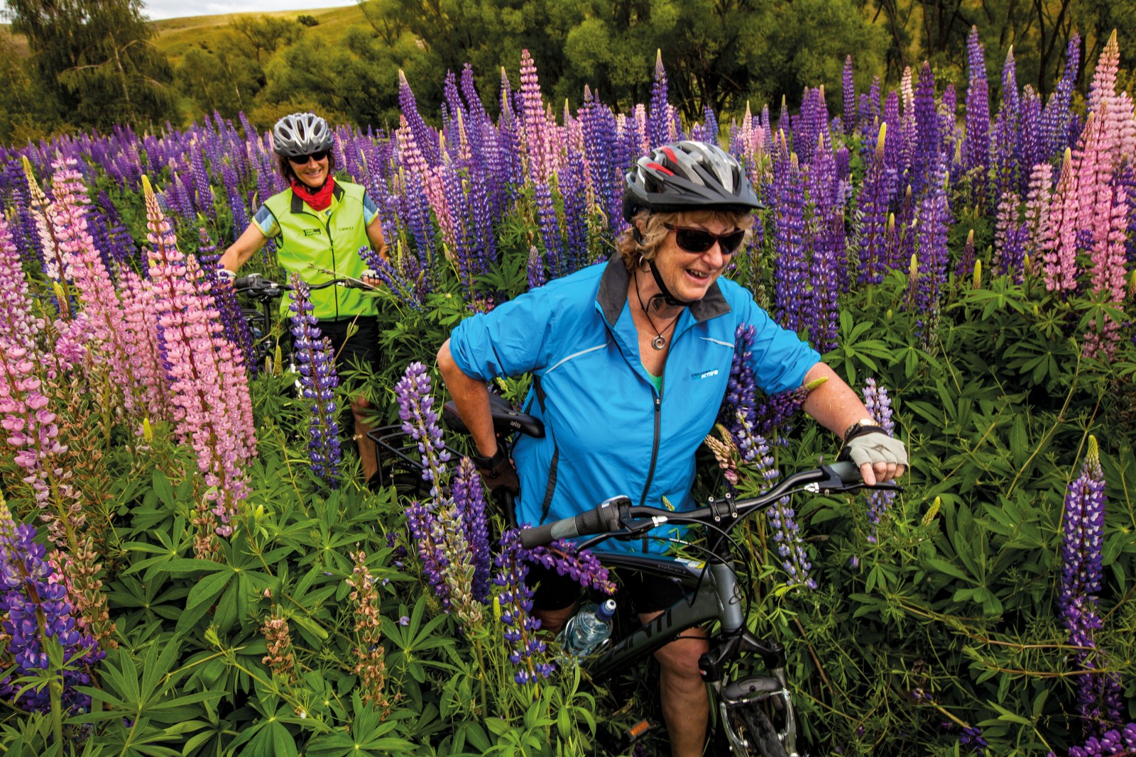 War of the lupins | New Zealand Geographic