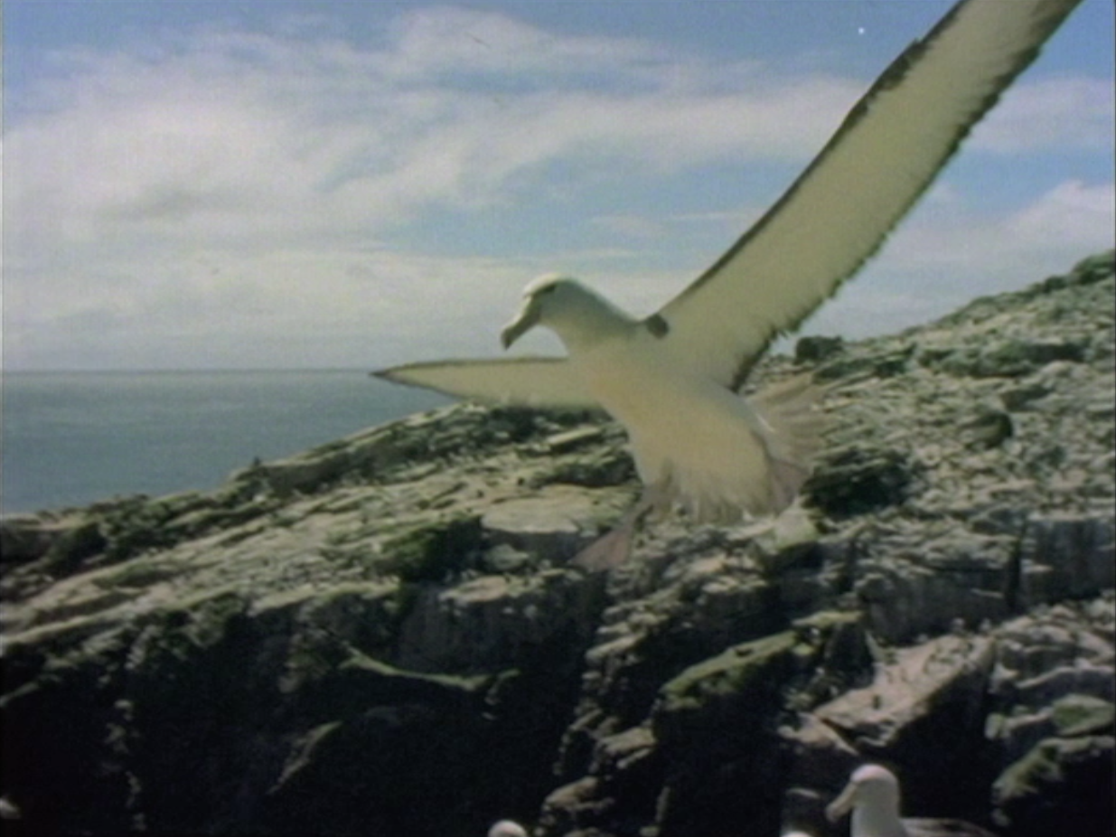 Albatross Landing | New Zealand Geographic