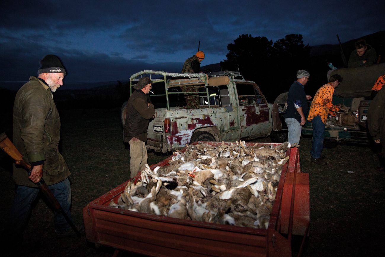 Bunny hunt | New Zealand Geographic
