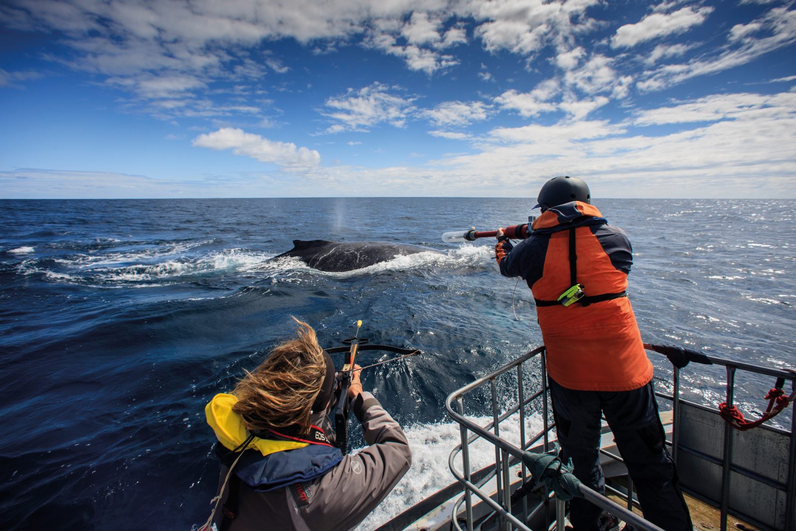 The humpback highway | New Zealand Geographic