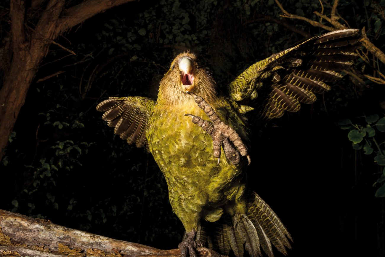 Decoding kākāpō | New Zealand Geographic