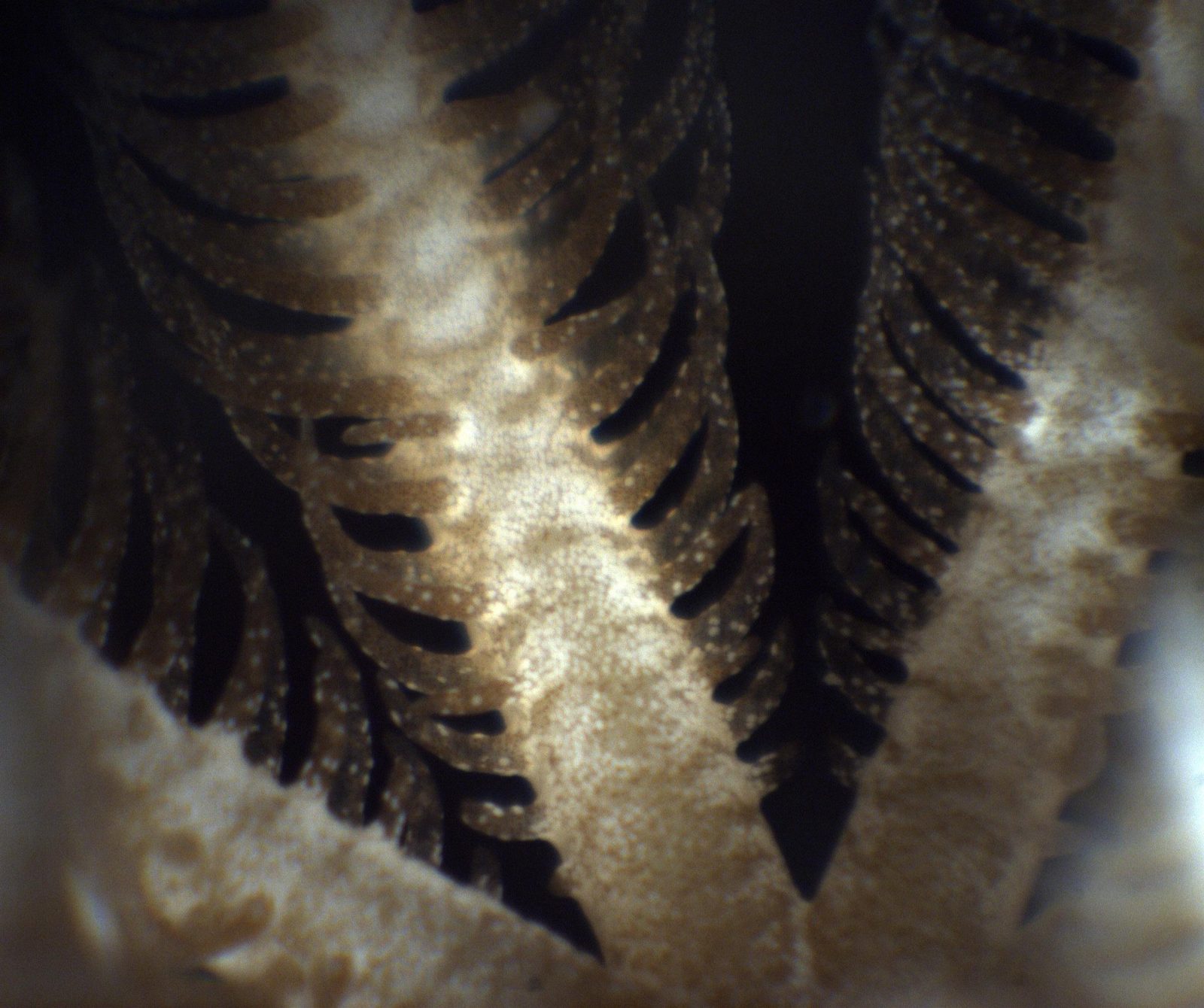 Deep vision | New Zealand Geographic