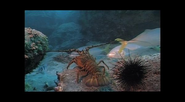 Crayfish on Mars | New Zealand Geographic