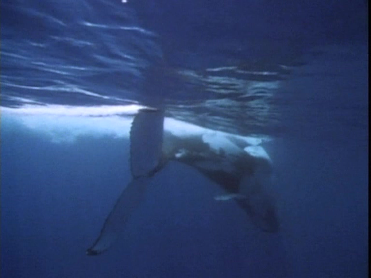 Whales | New Zealand Geographic