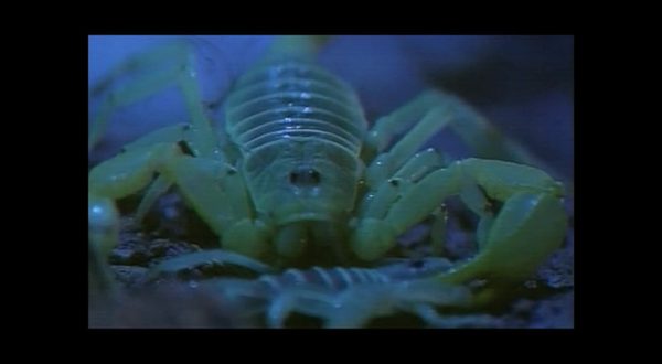 Animal Inventors Archives | New Zealand Geographic