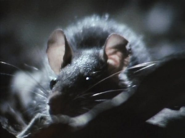 Island Eaten by Rats | New Zealand Geographic