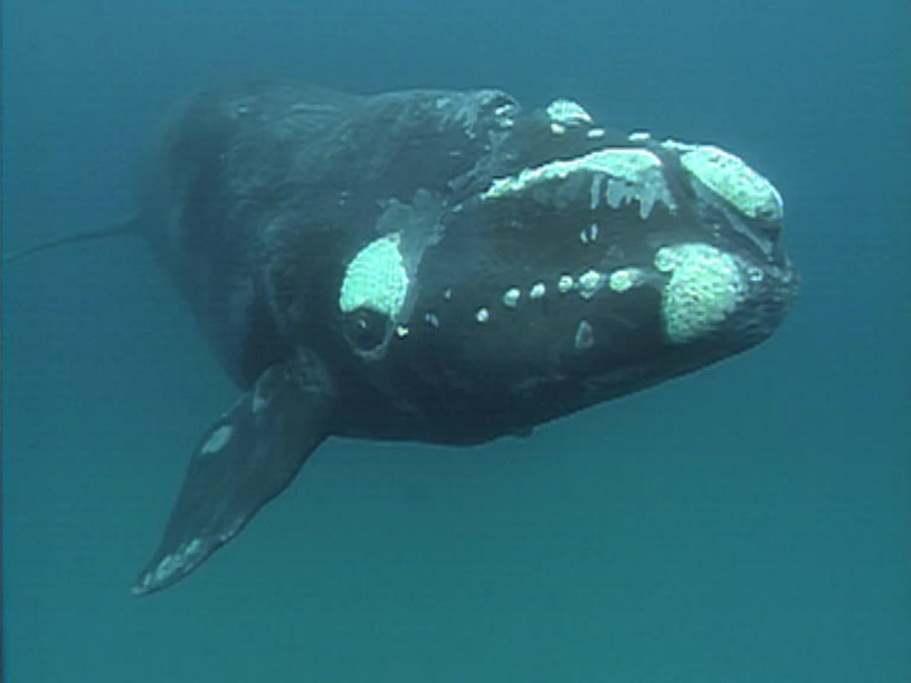 The Lost Whales | New Zealand Geographic