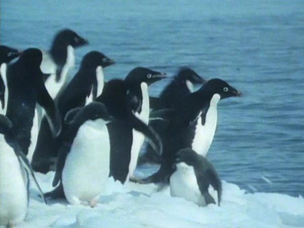 Icebird | New Zealand Geographic