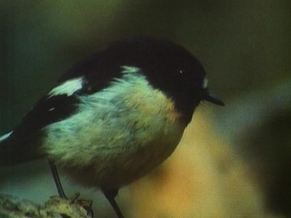 The Black Robin – The Chatham Island Story | New Zealand Geographic