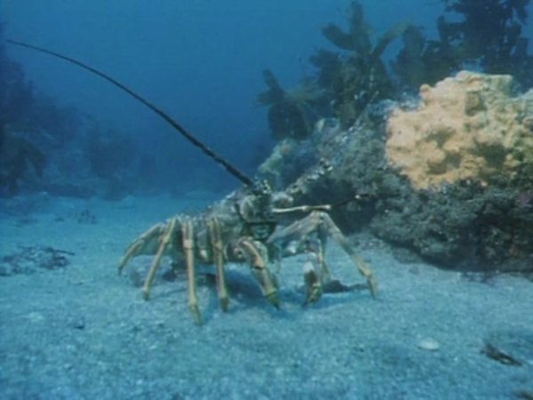 Tale of the Crayfish | New Zealand Geographic