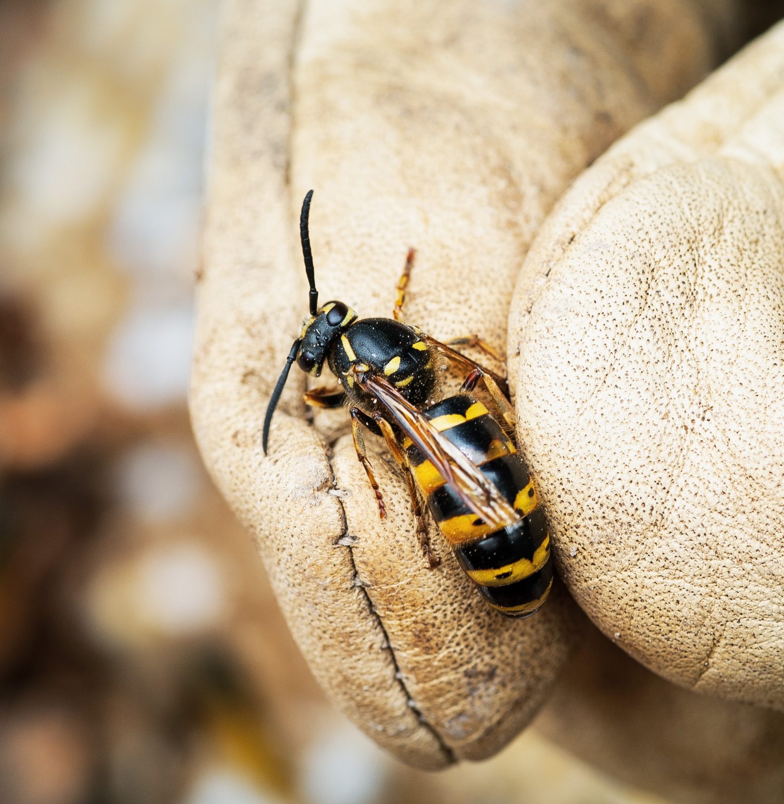 The coming swarm | New Zealand Geographic