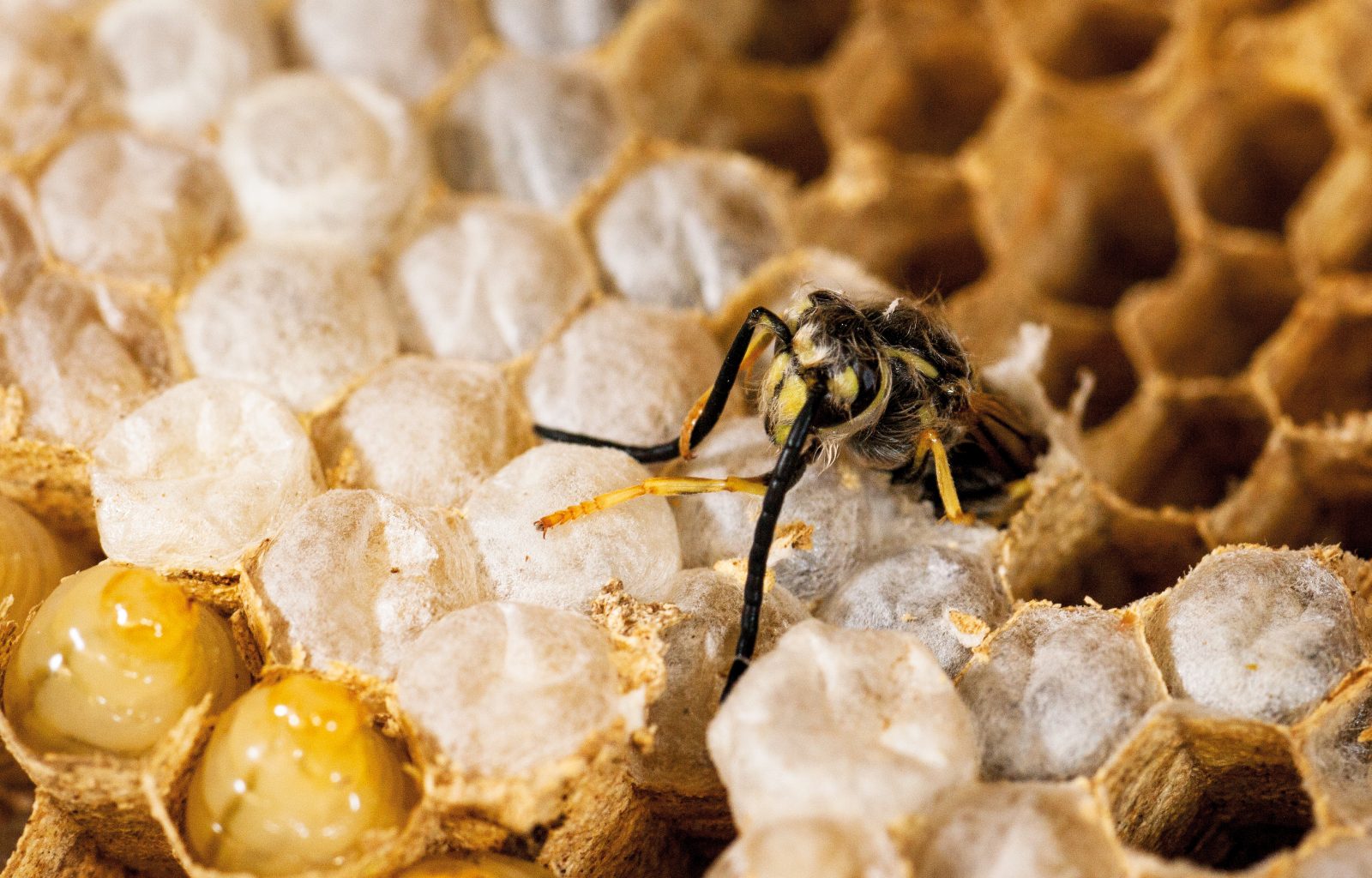 The coming swarm | New Zealand Geographic