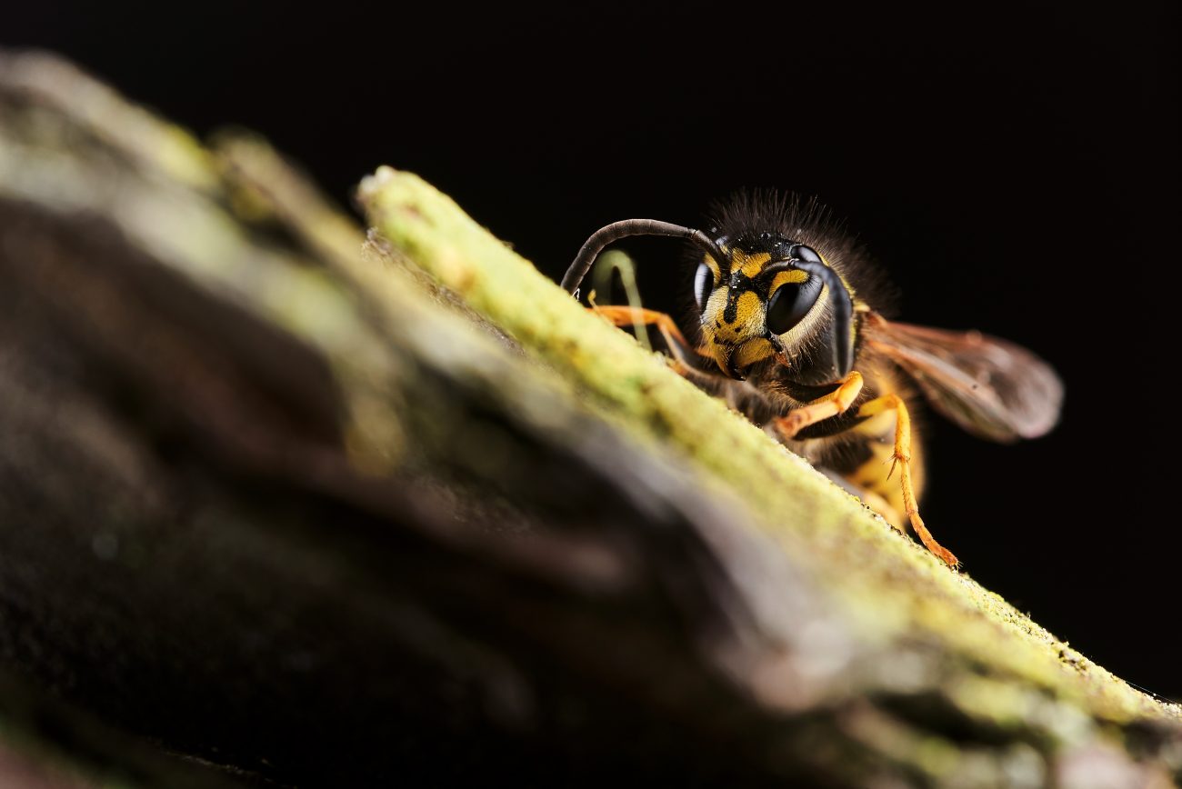 Critters | New Zealand Geographic