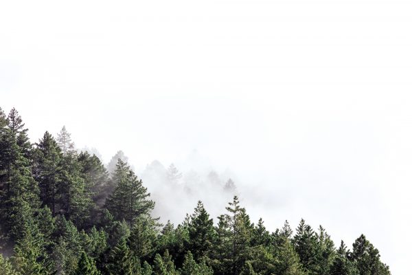 The wood wide web | New Zealand Geographic