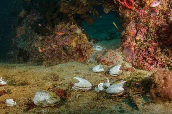 The legend of the argonaut | New Zealand Geographic