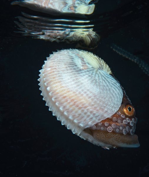 The legend of the argonaut | New Zealand Geographic
