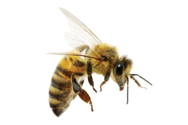 Bees count from zero | New Zealand Geographic